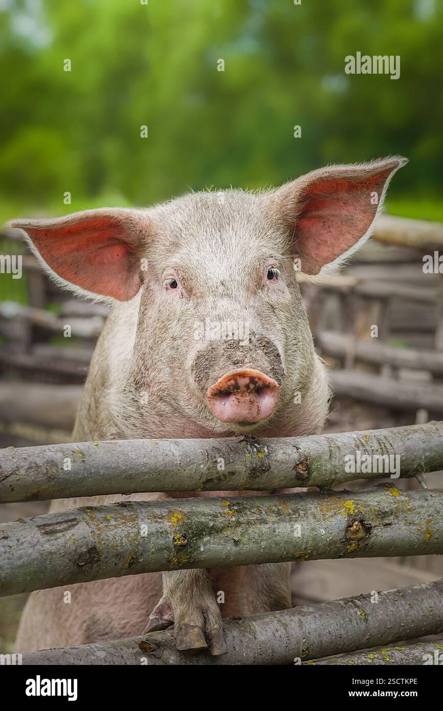 Pink pigs on the farm. Swine at the farm. Meat industry. Pig farming to meet the growing demand ...