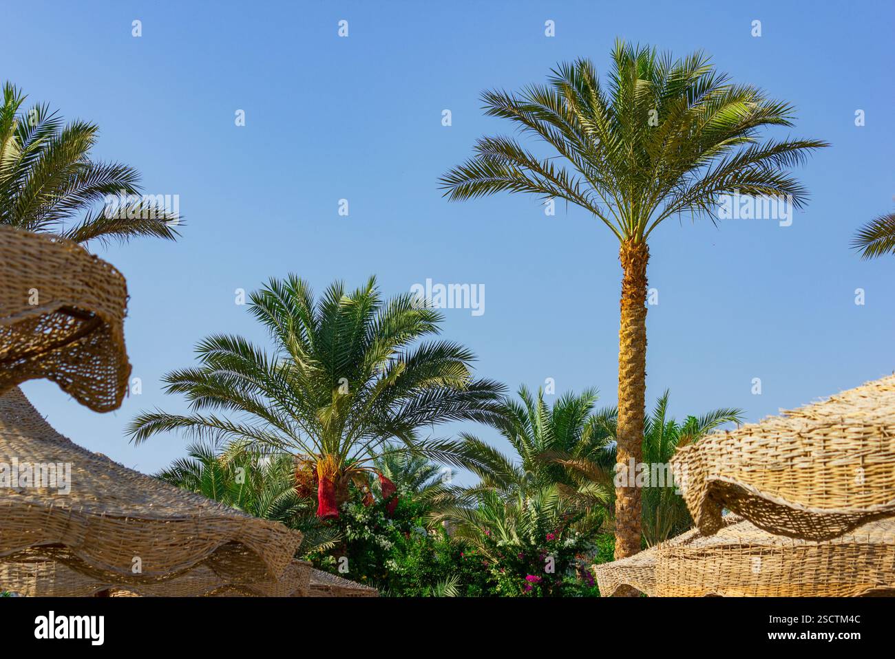 Palm trees on the beach in Egypt on the Red Sea Stock Photo - Alamy