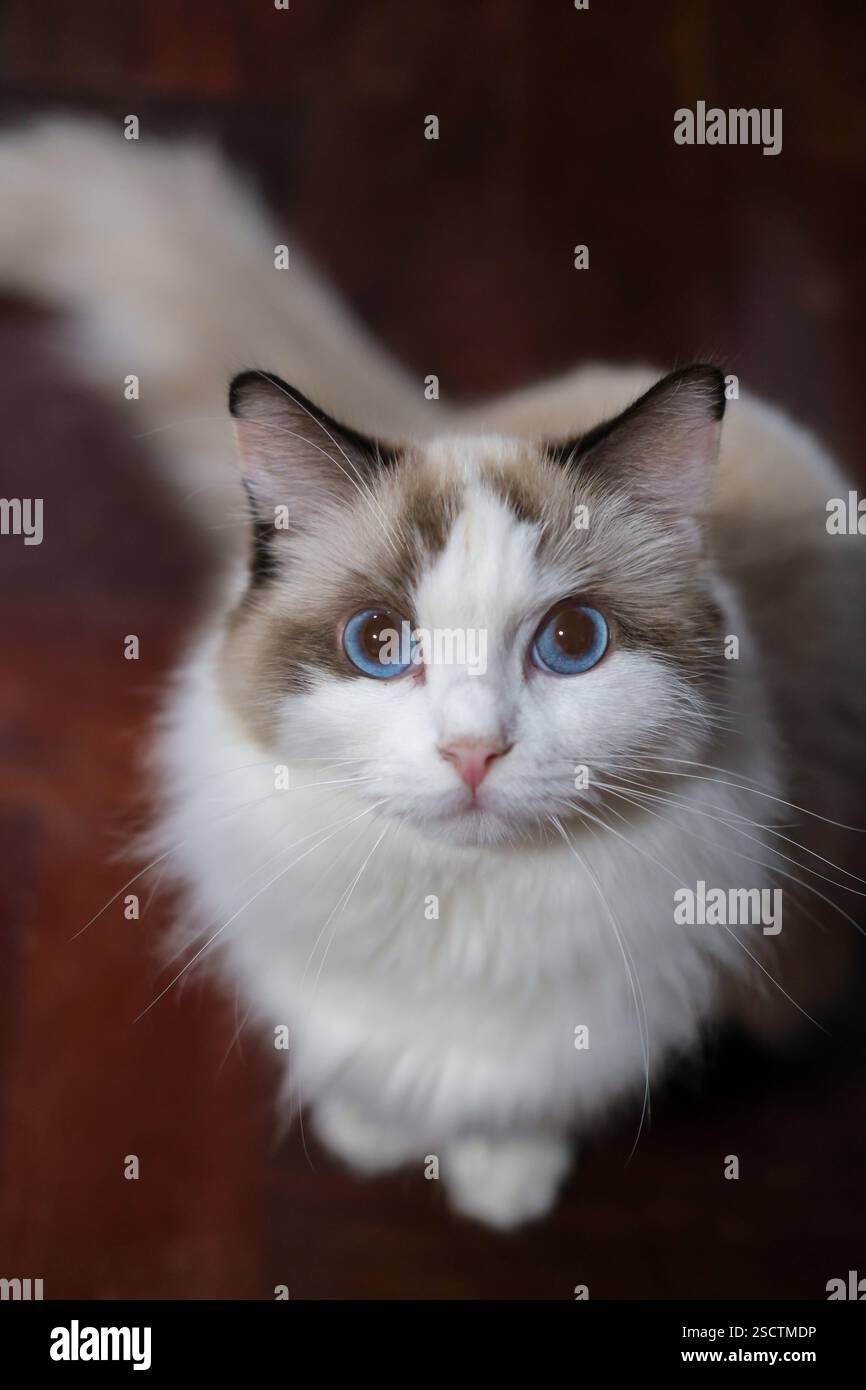 Cute Ragdoll cat standing on the wooden floor, looking into the camera ...