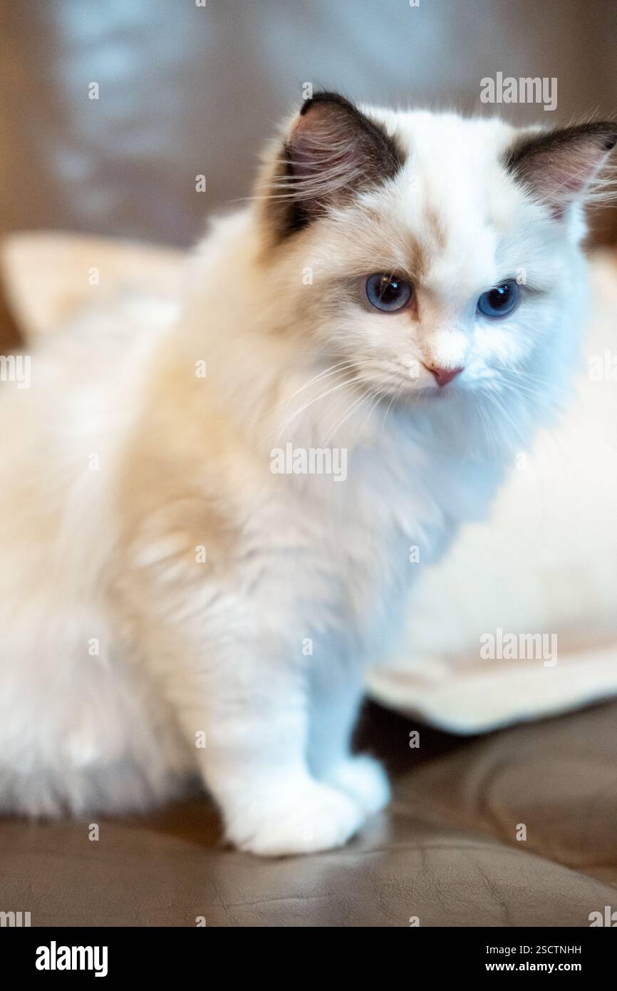 Cute, small Ragdoll cat. 4 months old. Standing on the sofa Stock Photo ...