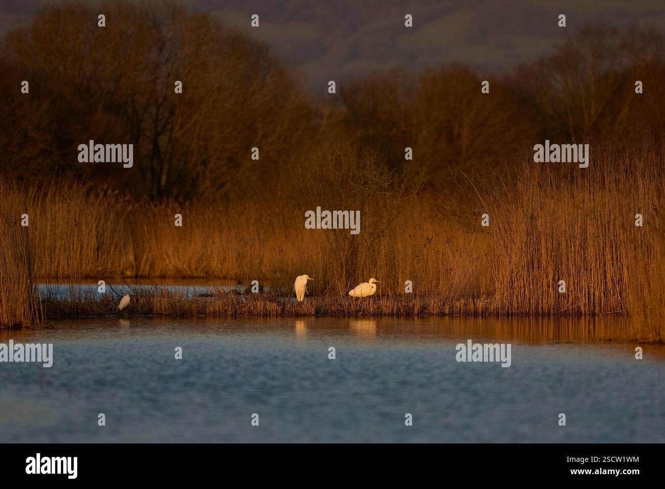 Mixed group of Great White Egret (Ardea alba) and Little Egret (Egret ...