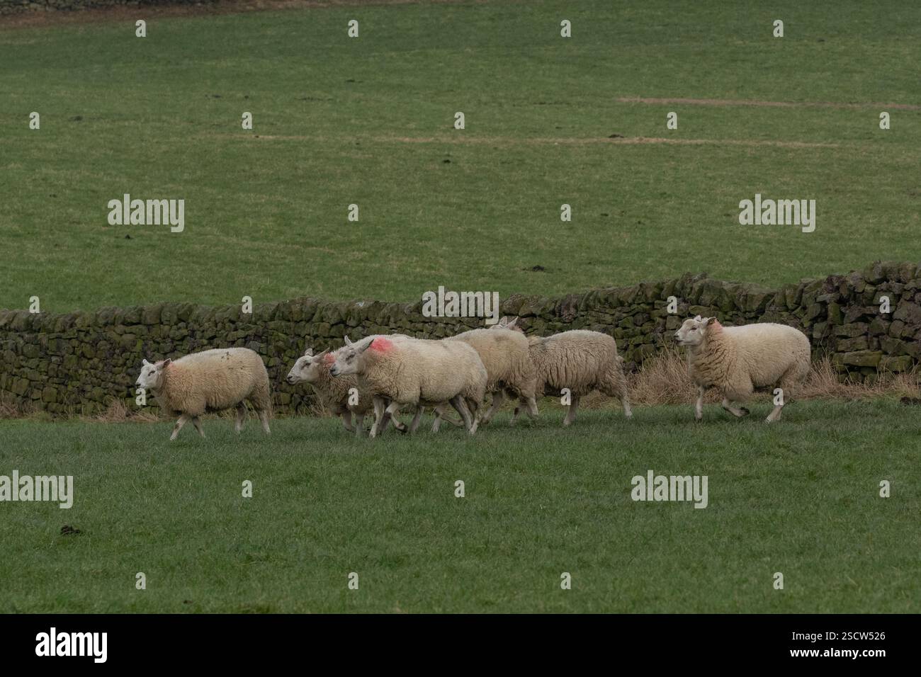 Sheep (ovies aries, domestic sheep, livestock, farm animals) running ...