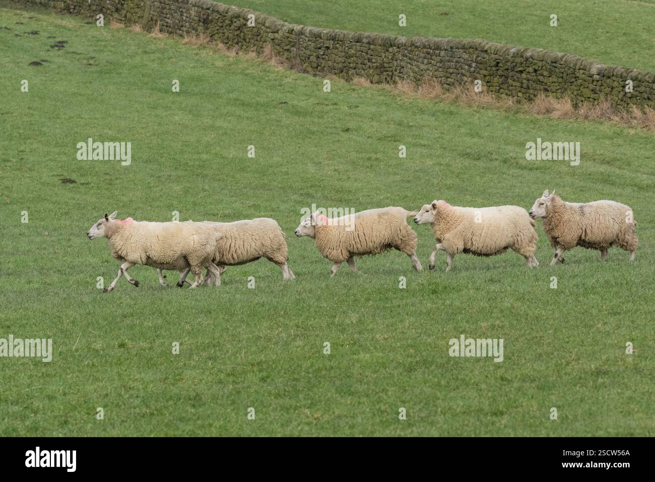 Sheep (ovies aries, domestic sheep, livestock, farm animals) running ...