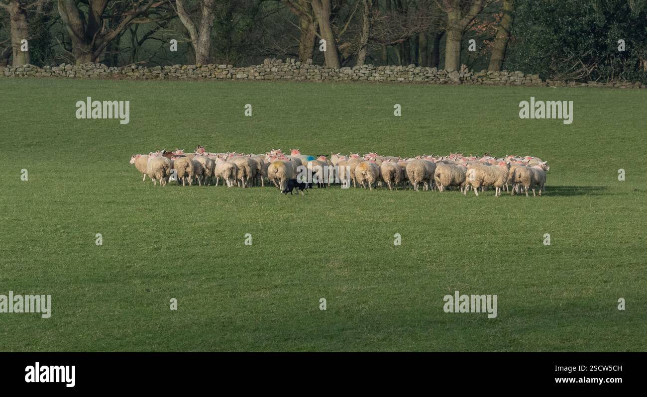 A sheepdog (border collie, working dog) rounding up a flock of sheep in ...