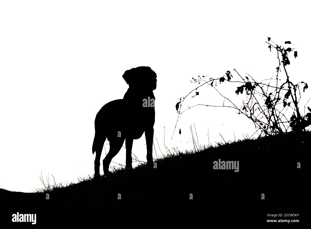 A dog (labrador retriever) silhouette against a white background Stock ...