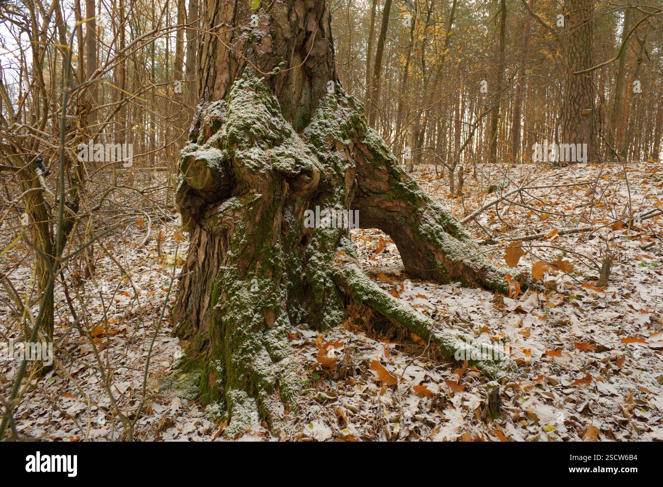 The trunk and roots of a mighty pine tree overgrown with moss, covered ...
