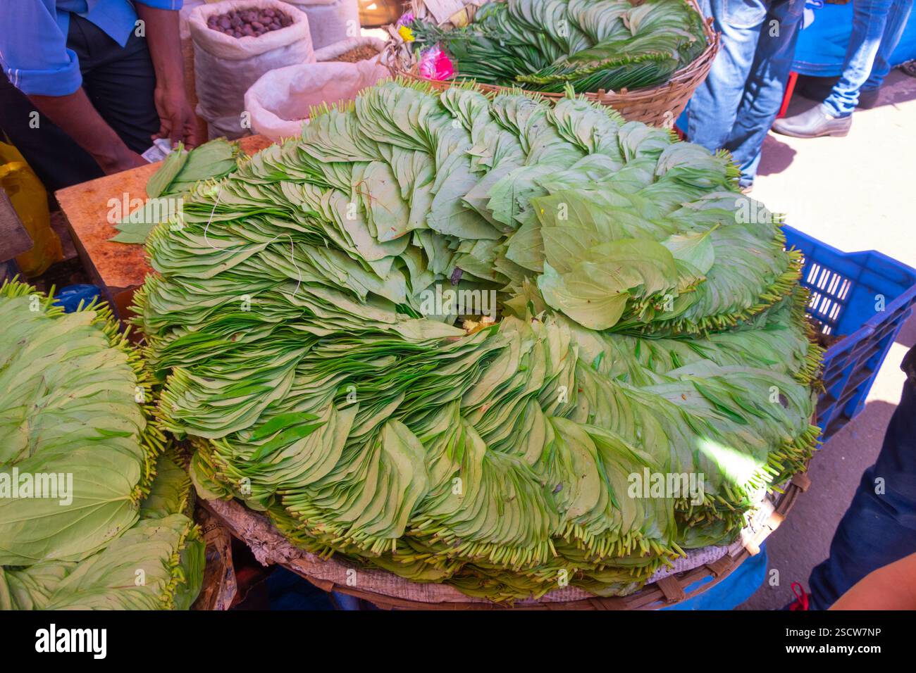 Leaves of betel (pan masala) on the market in Goa Stock Photo - Alamy