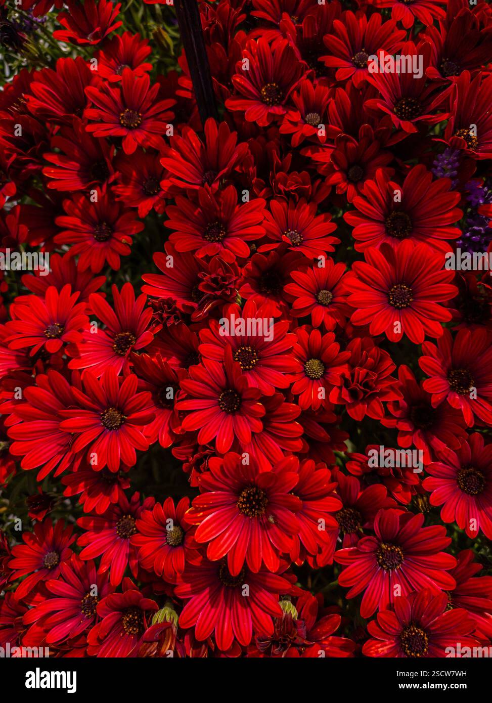A burst of red flowers creates a striking display in this lush garden ...