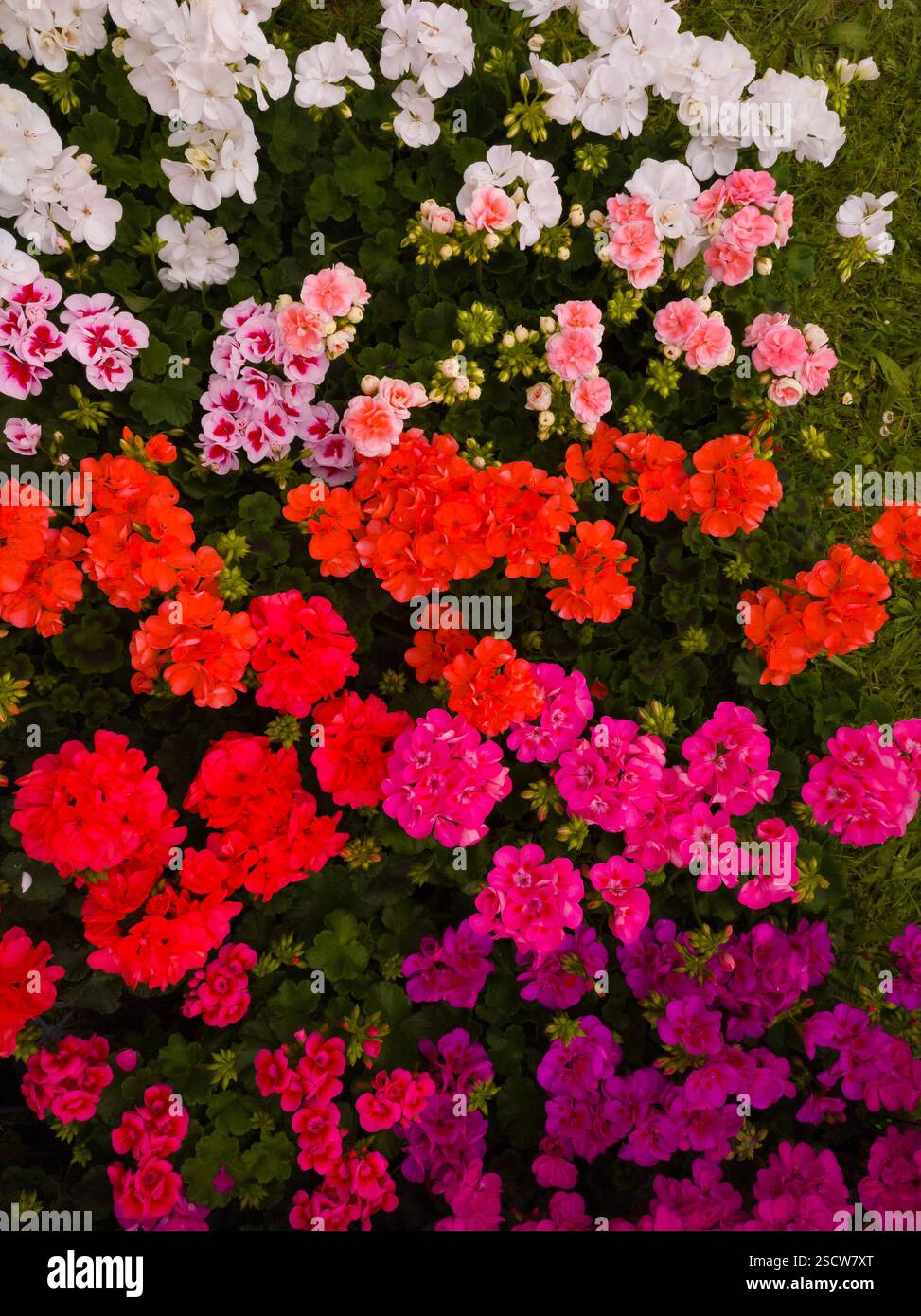 Colorful geraniums bloom in shades of pink, red, and white in a sunlit ...