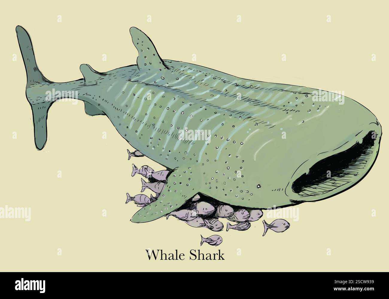 Illustration of the whale shark. The whale shark (Rhincodon typus) is a ...
