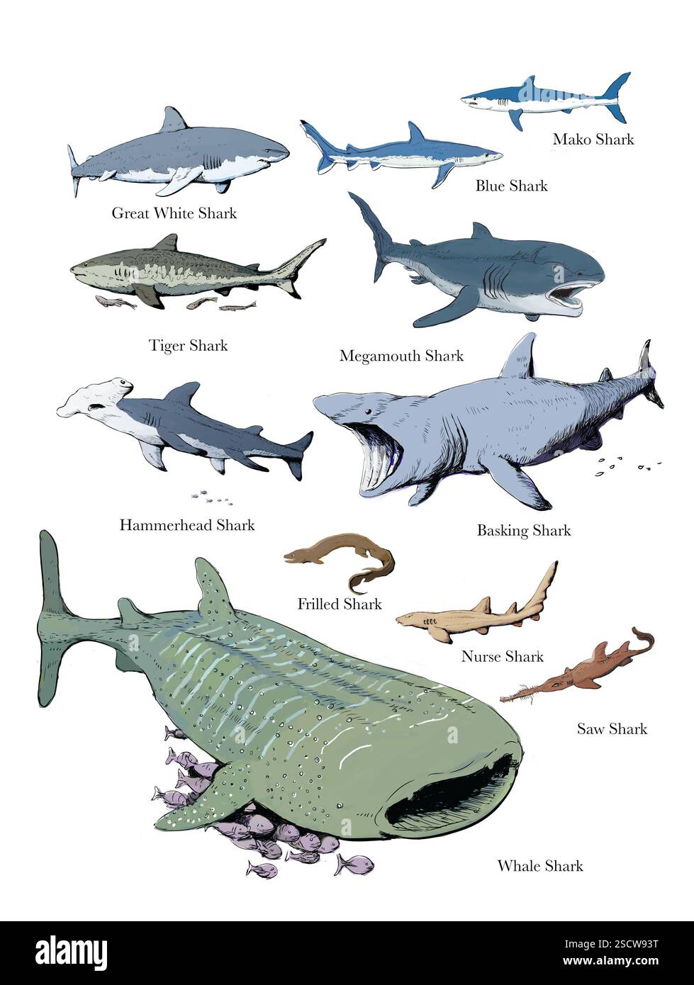 An illustration of various sharks, including tiger shark, whale shark, great white shark ...