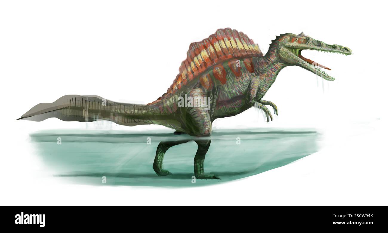 Spinosaurus is a genus of spinosaurid dinosaur that lived during the ...