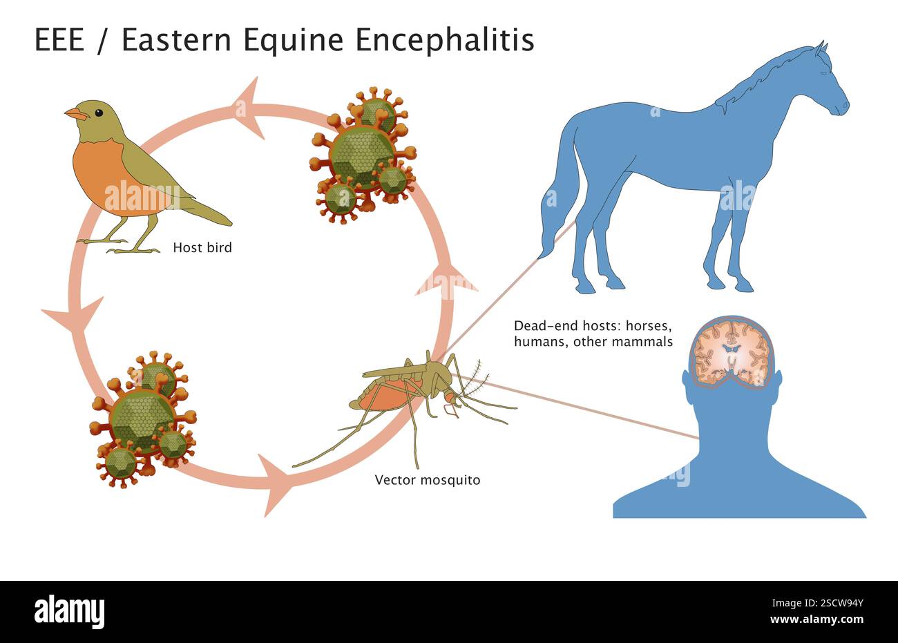 Dead horse pass Cut Out Stock Images & Pictures - Alamy