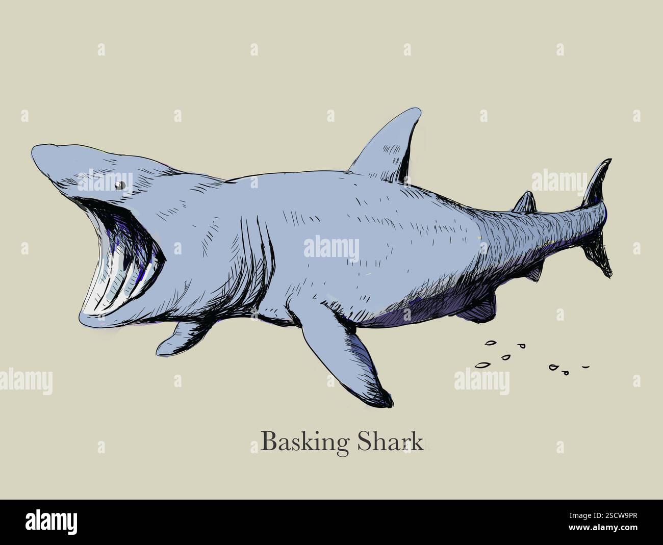 The basking shark (Cetorhinus maximus) is the second-largest living ...