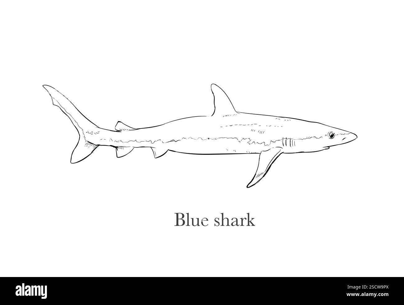 The blue shark (Prionace glauca), also known as the great blue shark ...