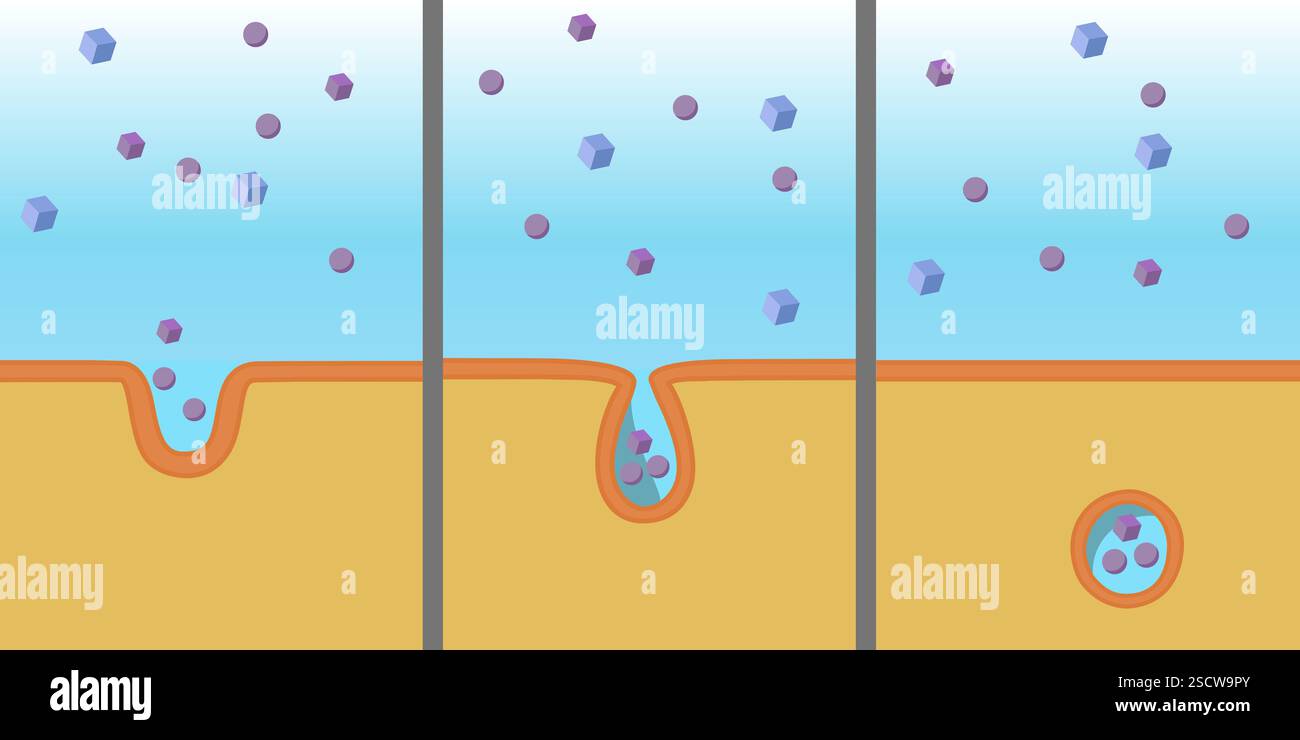 Pinocytosis is a type of endocytosis. The cell membrane enfolds or ...