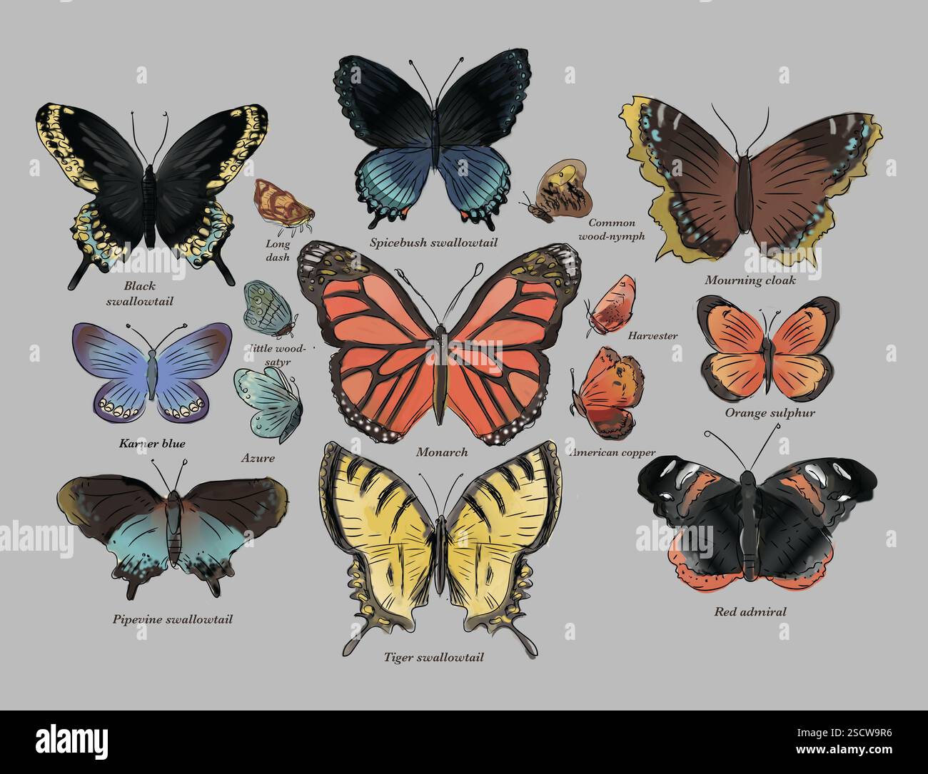 An illustration of butterflies of North America, including Spicebush ...
