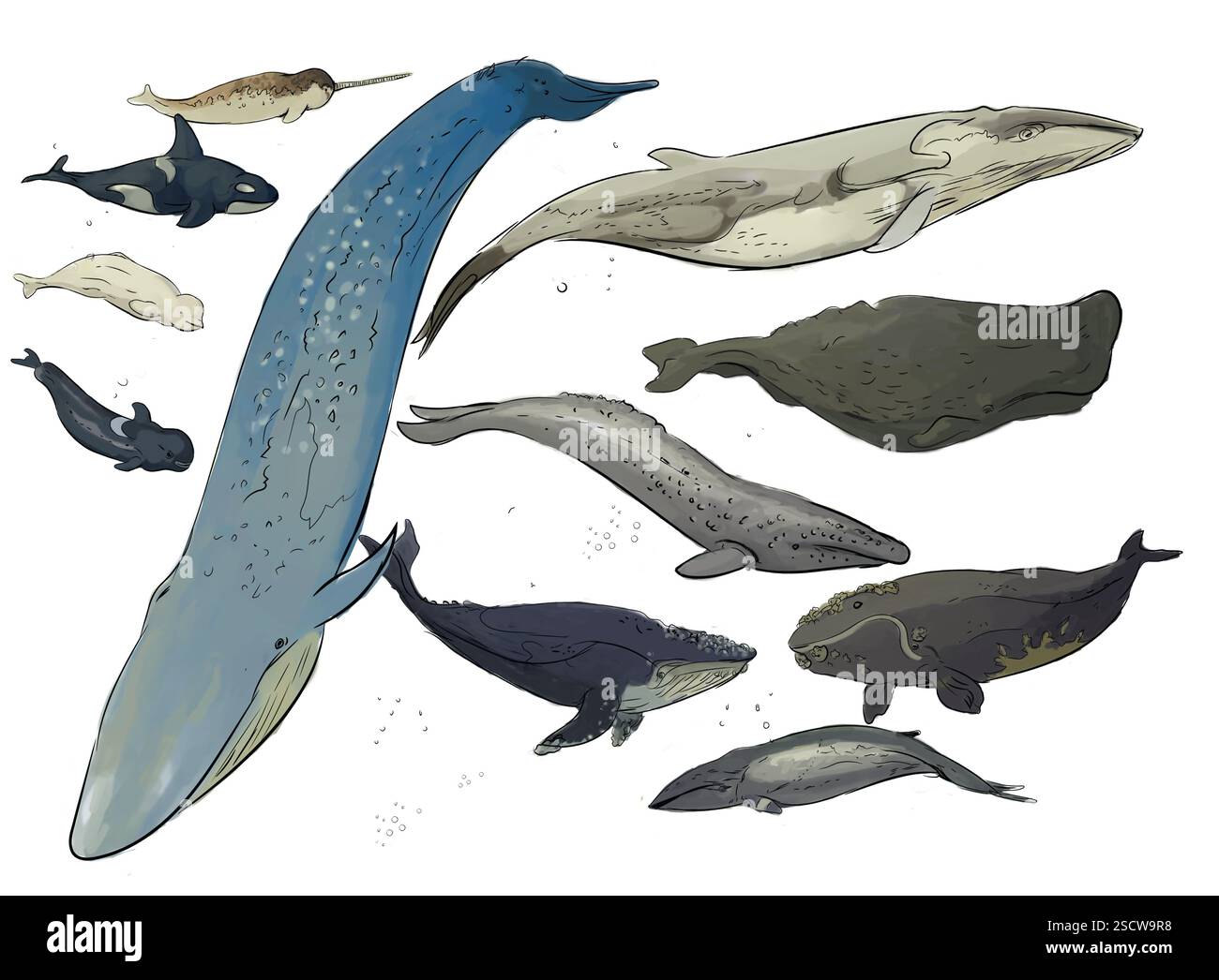Illustration of whales, including the blue whale, finback whale, gray ...
