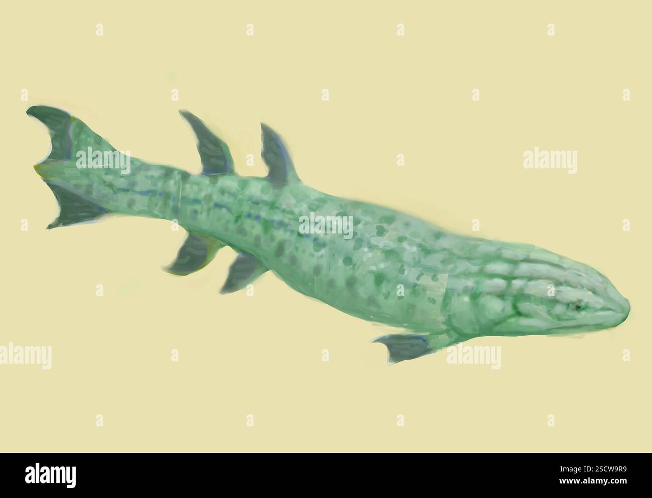 Eusthenopteron is an extinct genus of lobe-finned fish, also known as ...