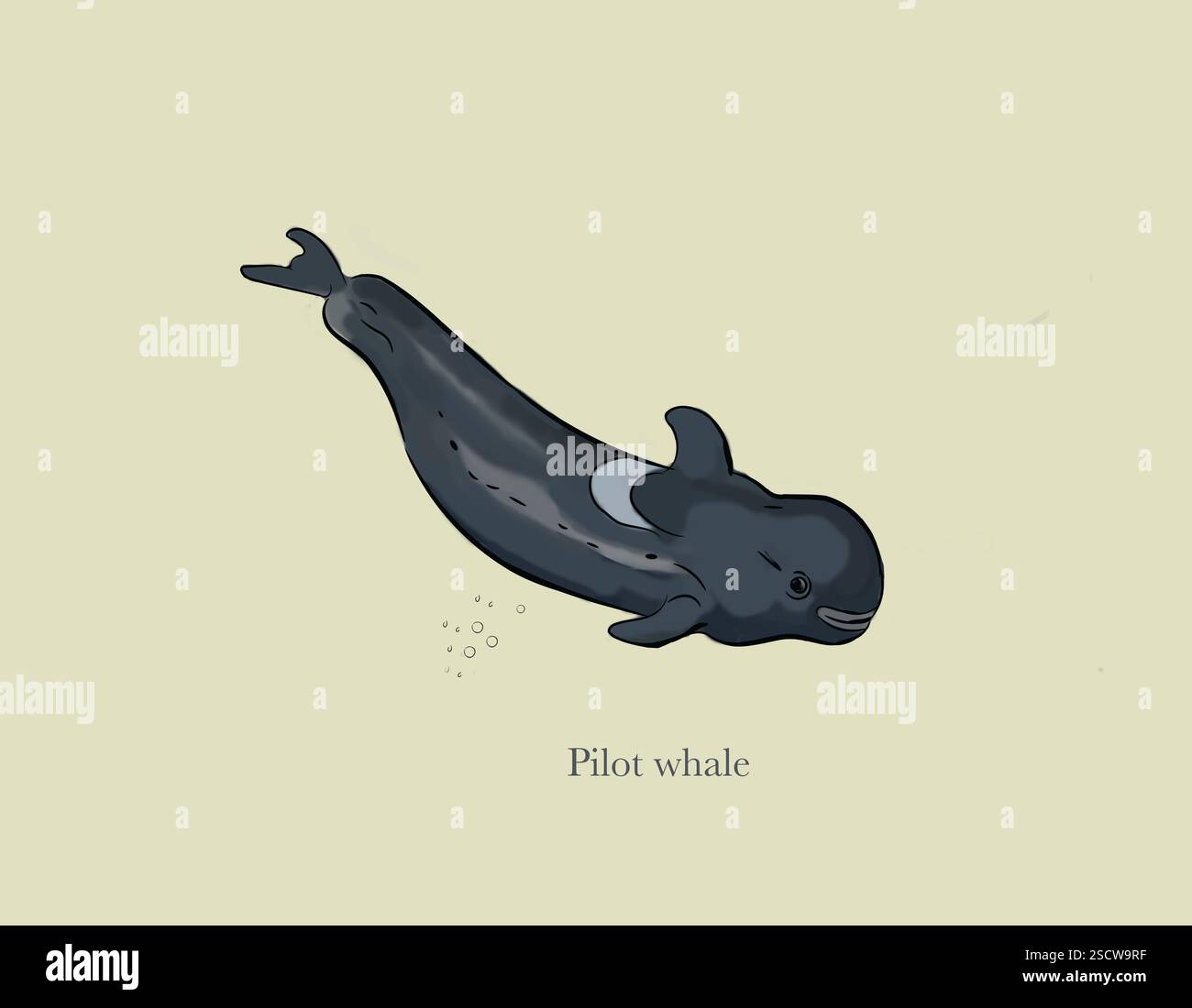 Belonging to the genus Globicephala, pilot whales are among the largest ...