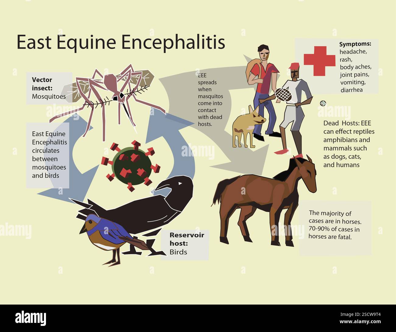 An illustration depicting the life cycle of the Eastern Equine ...