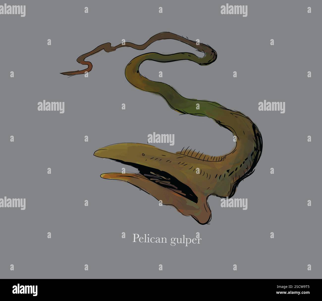 A deep-sea eel, the Pelican gulper is a member of the genus Eurypharynx ...