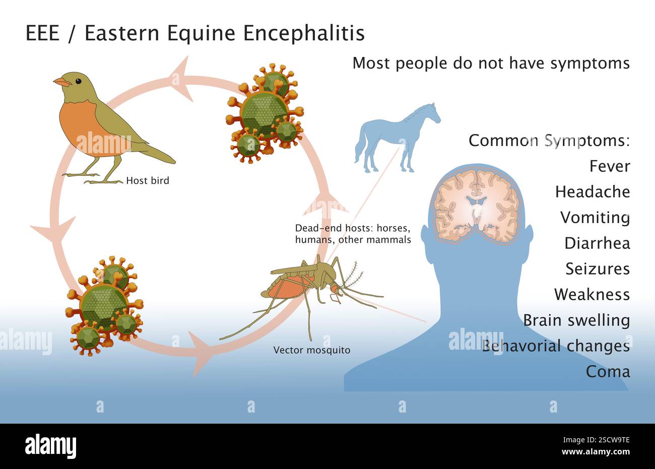 An illustration of the East Eastern Equine Encephalitis (EEE) virus. EE ...