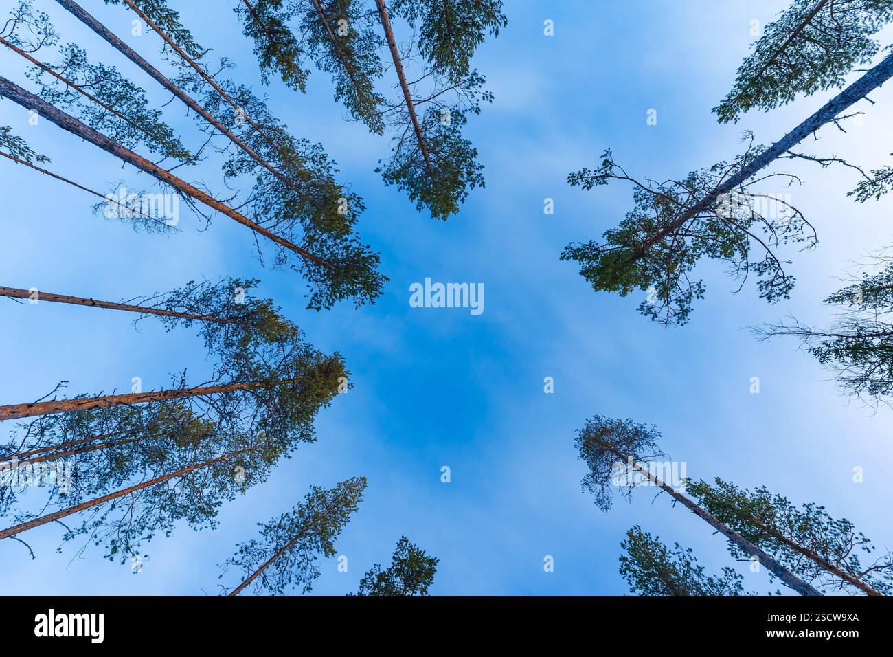 Upward view of tree canopies against light blue sky. Finnish Lapland ...