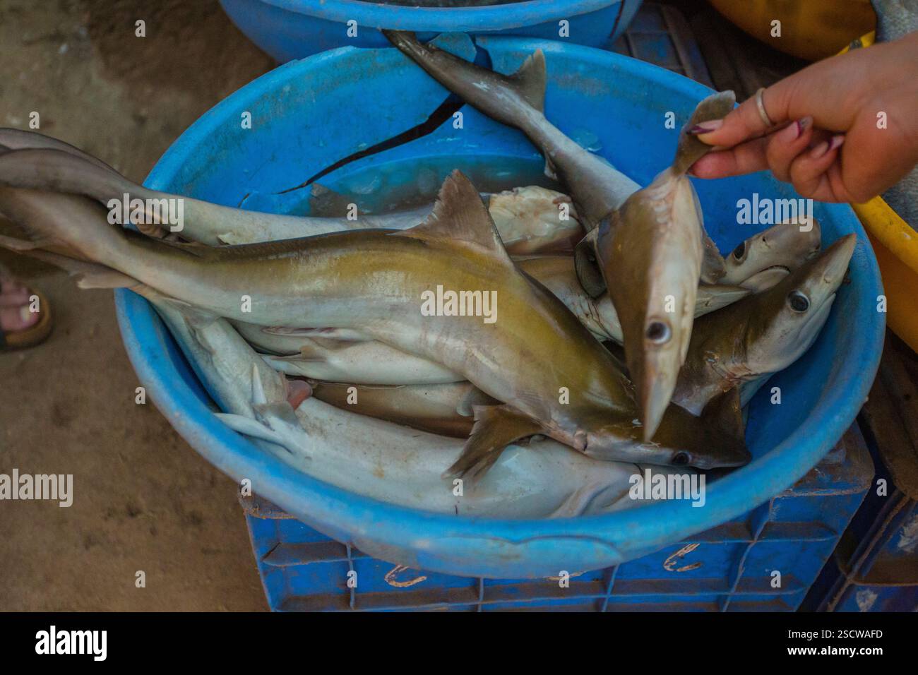 Sale of sharks in the markets of different cities of Goa and other ...