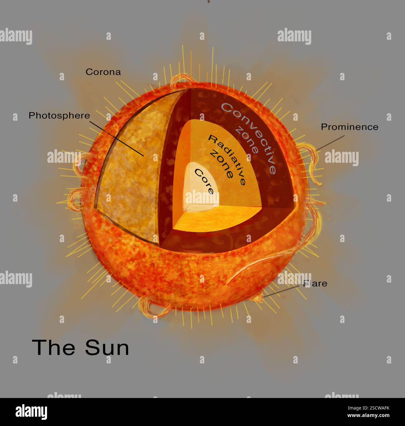 Cross-section of the Sun, the yellow dwarf star at the center of our ...