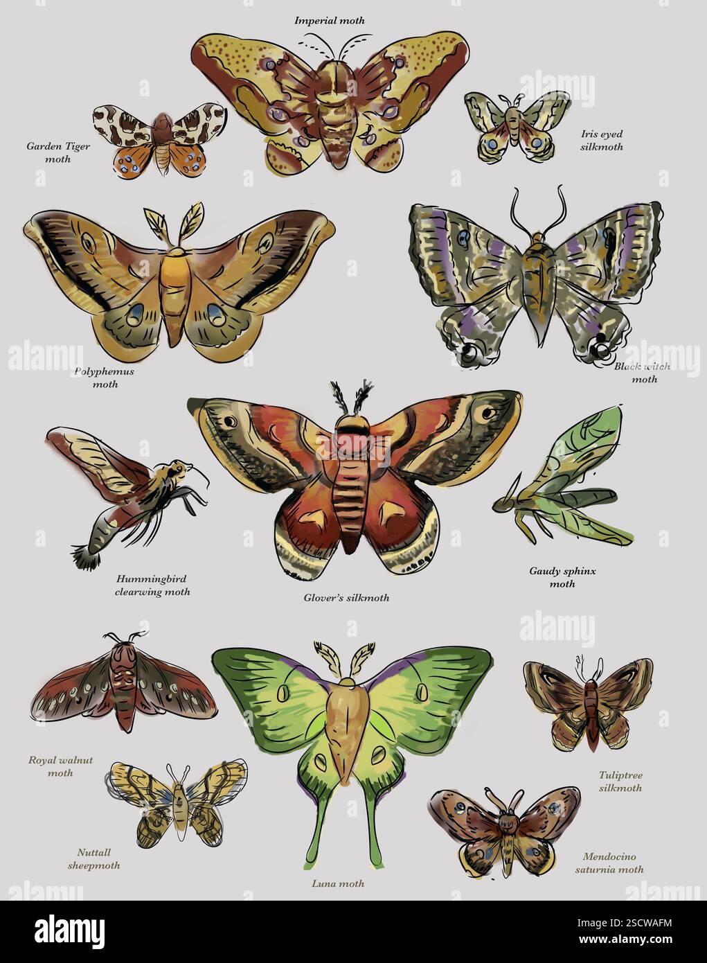 Illustration of moth species of North America, including glover's silk ...