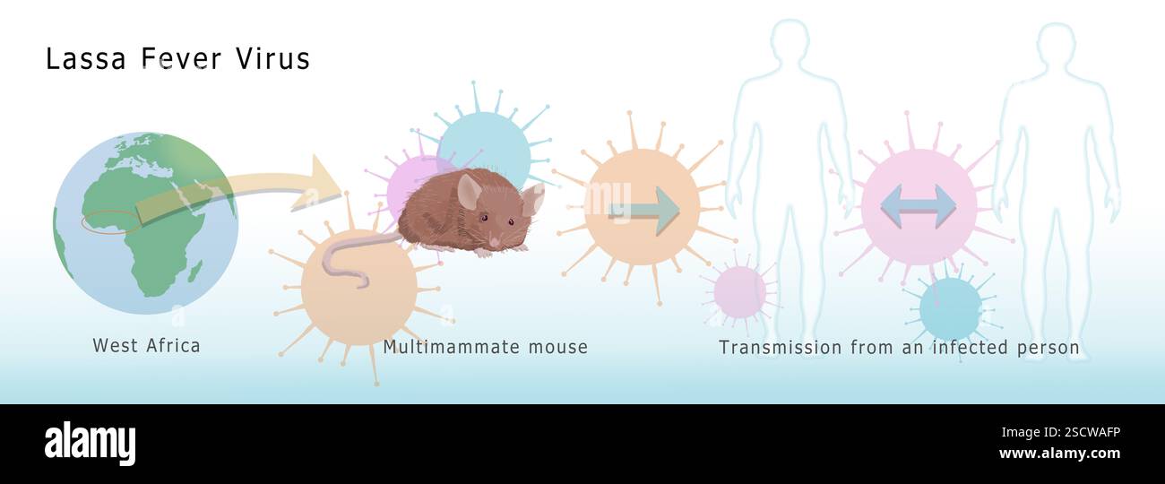 An illustration of the Lassa fever virus cycle. Lassa fever is caused ...