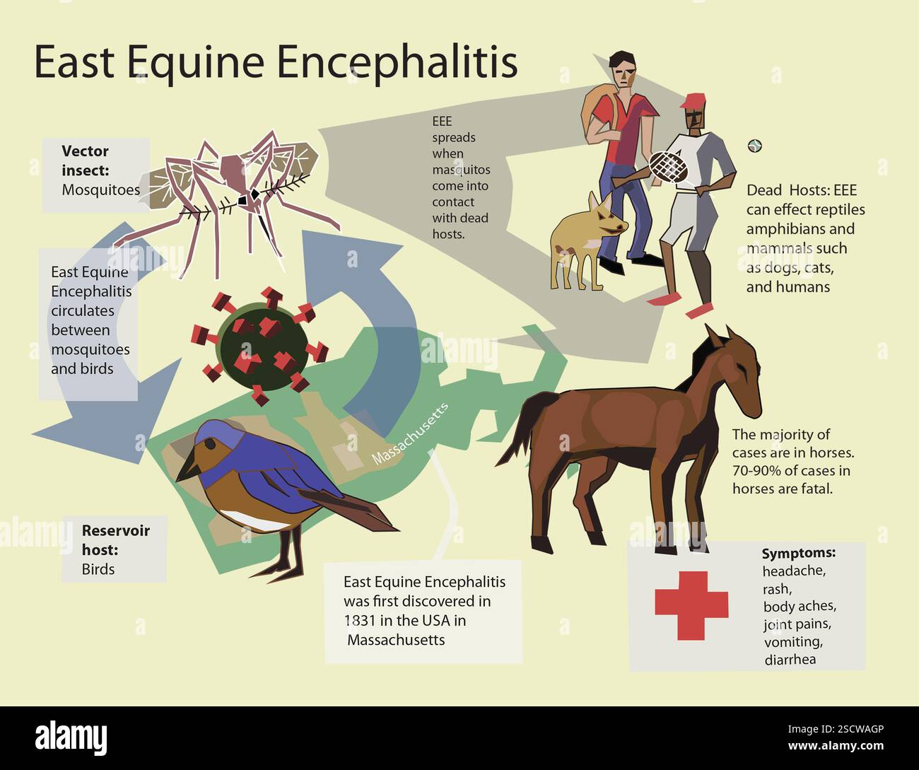 An illustration depicting the life cycle of the Eastern Equine ...
