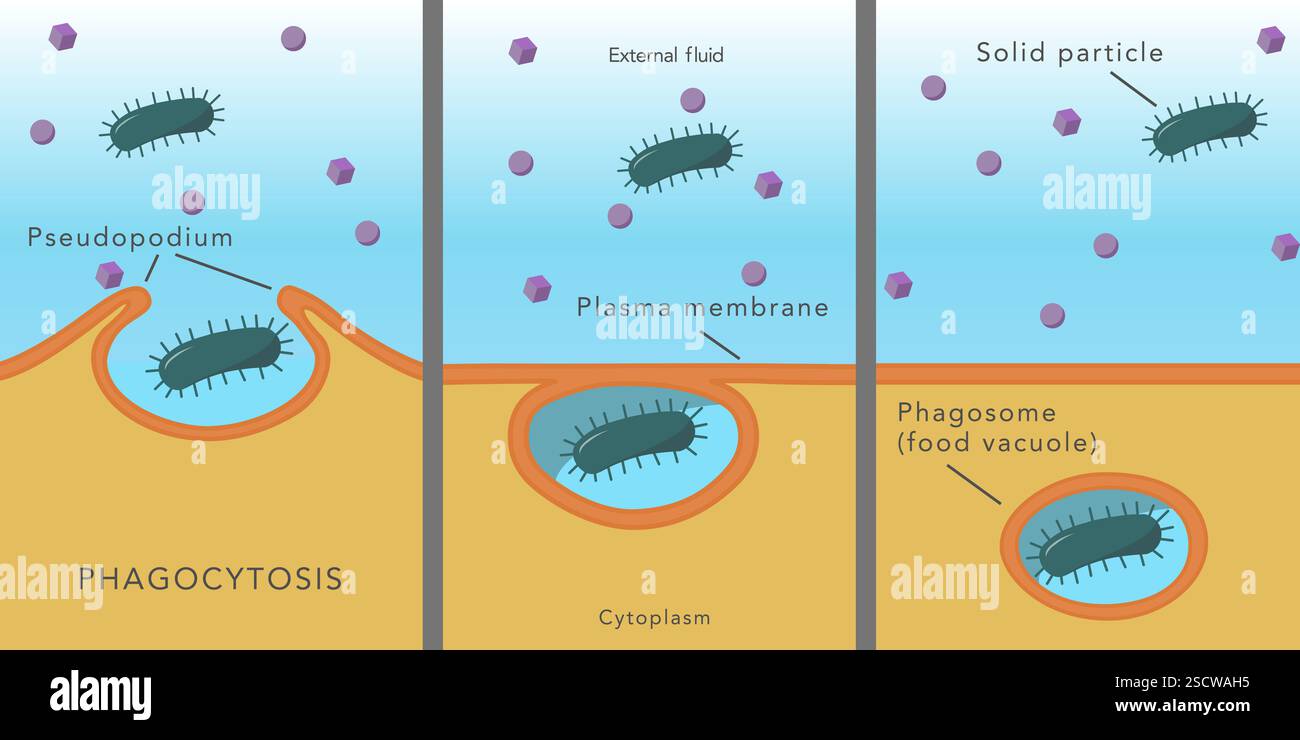 Phagocytosis is a type of endocytosis. Large cells, such as a bacteria ...