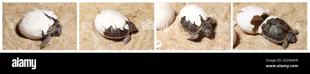 Greek tortoise hatching (Testudo graeca), also known as the spur ...