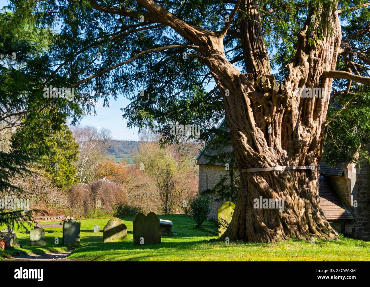 Anthropomorphic Yew Tree