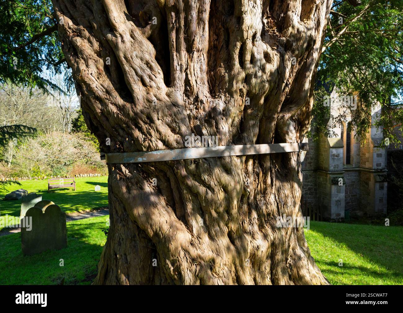 The Church Preen yew is a giant yew tree in the churchyard of St John ...