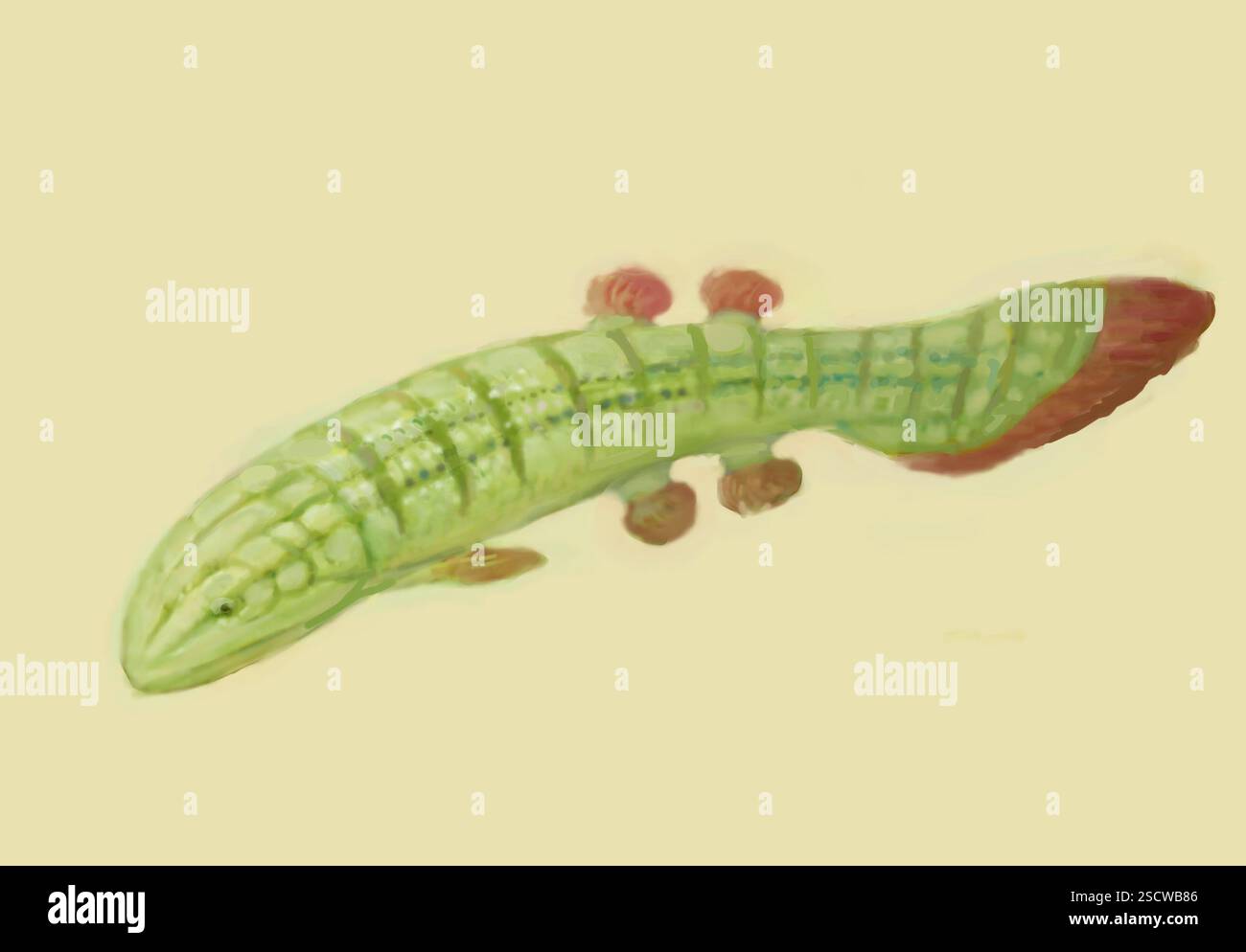 Holoptychius is an extinct genus of lobe-finned fish, also known as ...