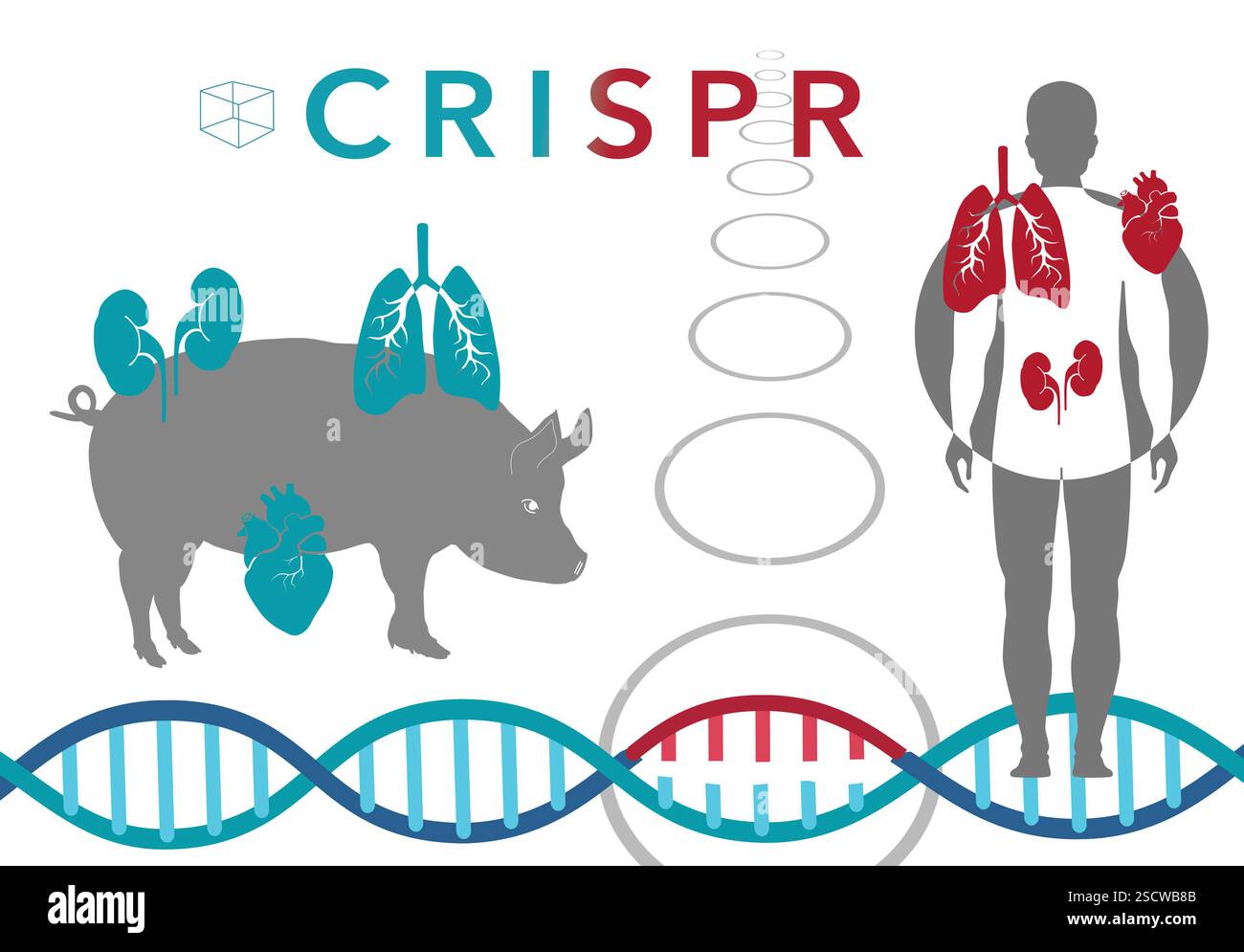 CRISPR is being used to edit the DNA of pigs, so that their organs can ...