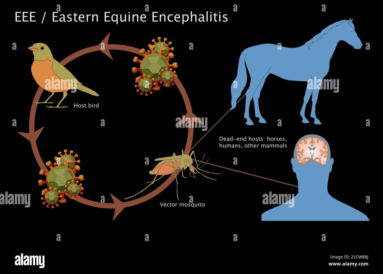 An illustration of the East Eastern Equine Encephalitis (EEE) virus. EE ...