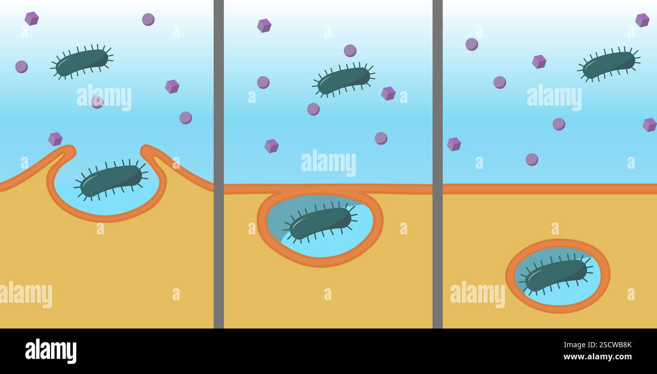 Phagocytosis is a type of endocytosis. Large cells, such as a bacteria ...