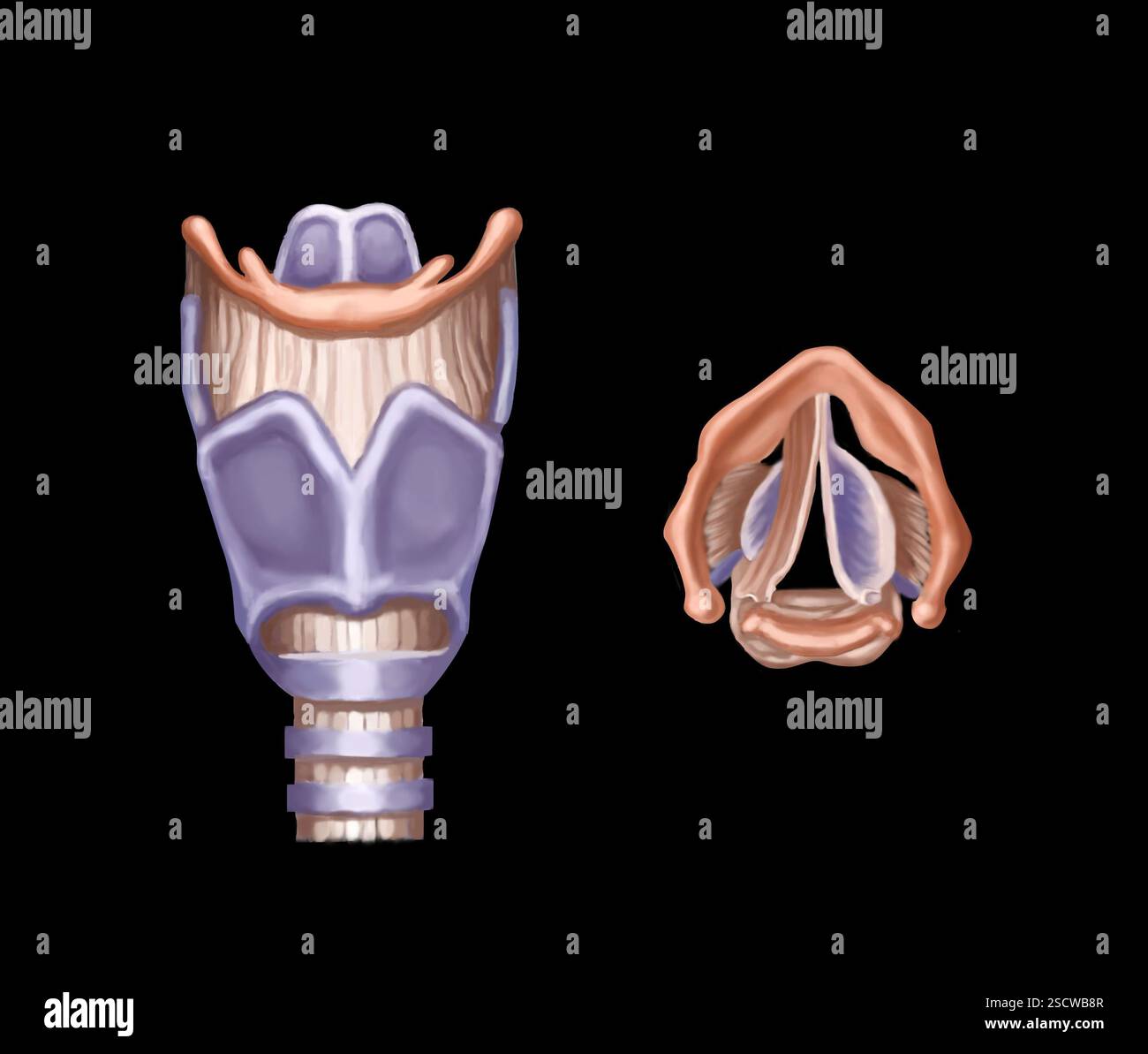 Illustration of the anatomy of the larynx. See 1642478 for labelled ...