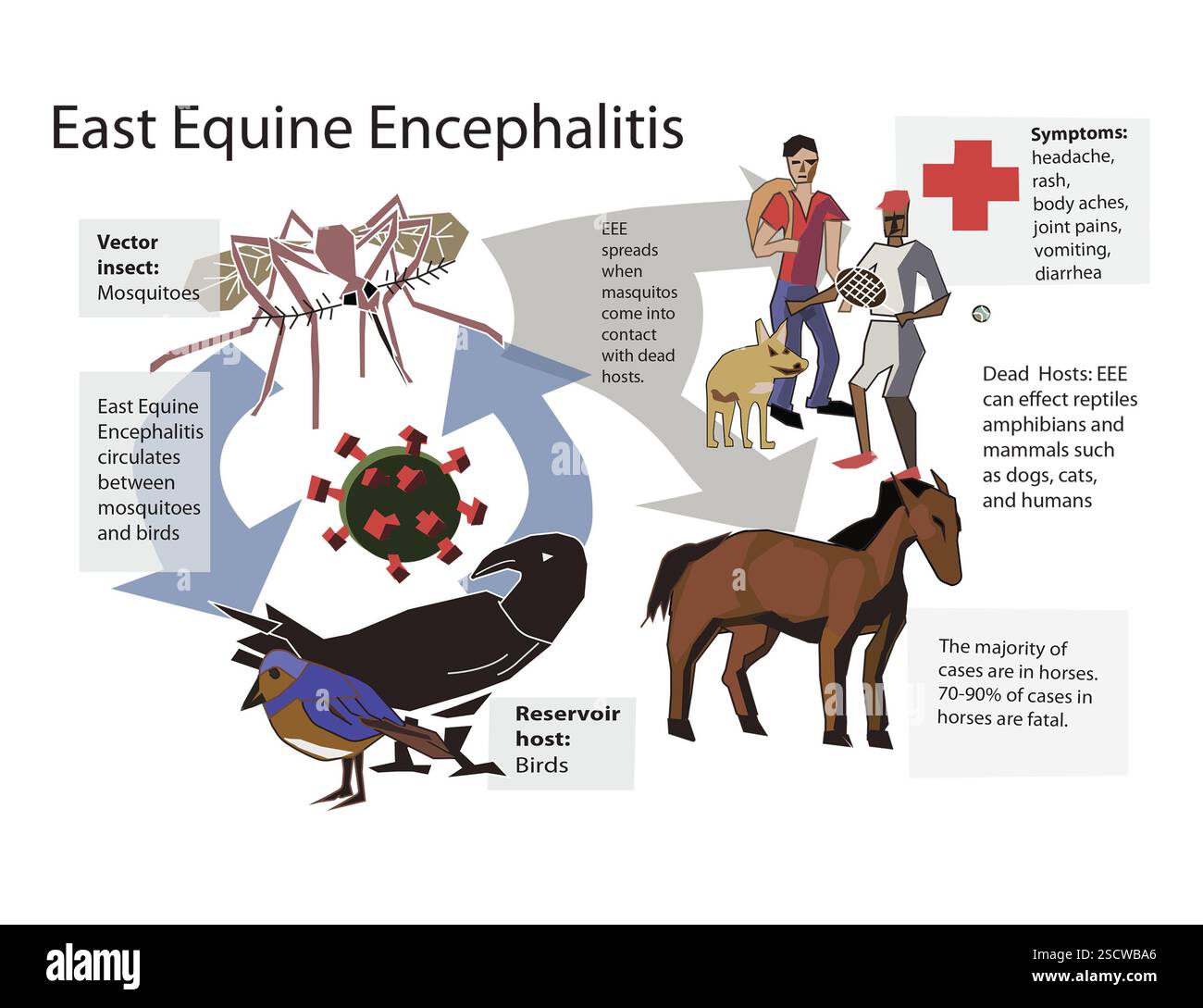 An illustration depicting the life cycle of the Eastern Equine ...