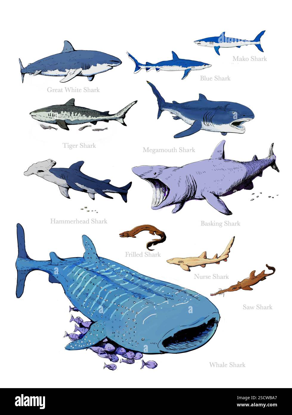 Illustration of different shark species Stock Photo - Alamy