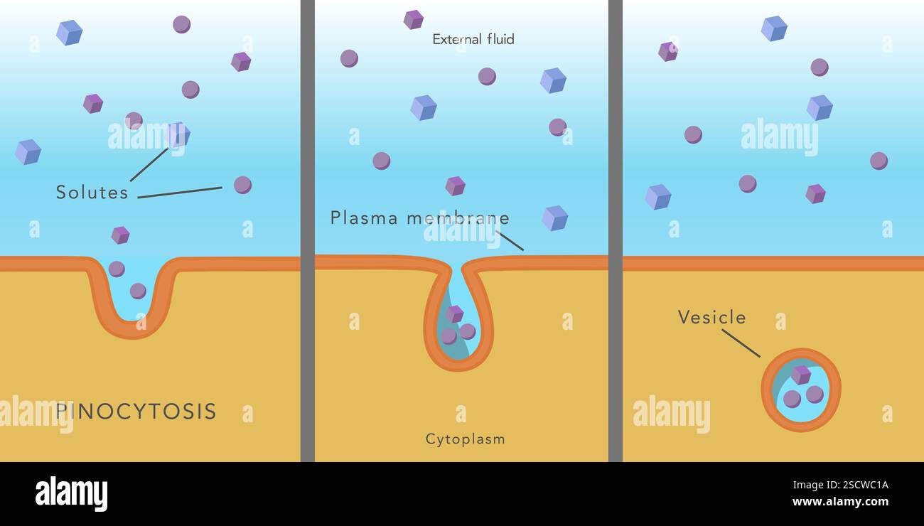 Pinocytosis is a type of endocytosis. The cell membrane enfolds or ...