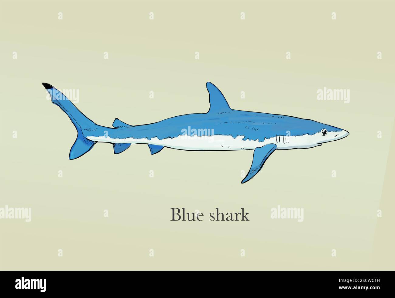The blue shark (Prionace glauca), also known as the great blue shark ...