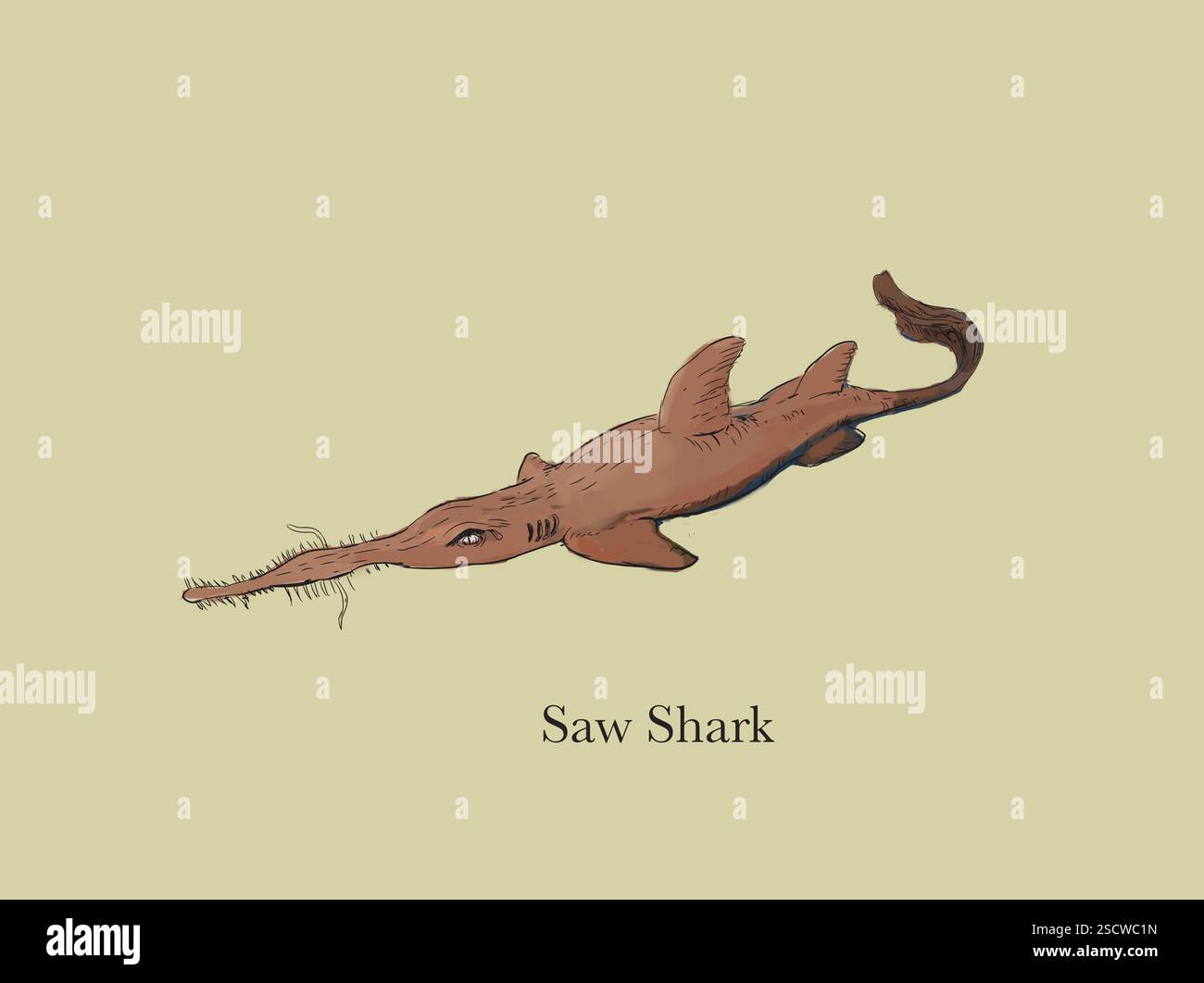 A sawshark or saw shark is a member of a shark order ...