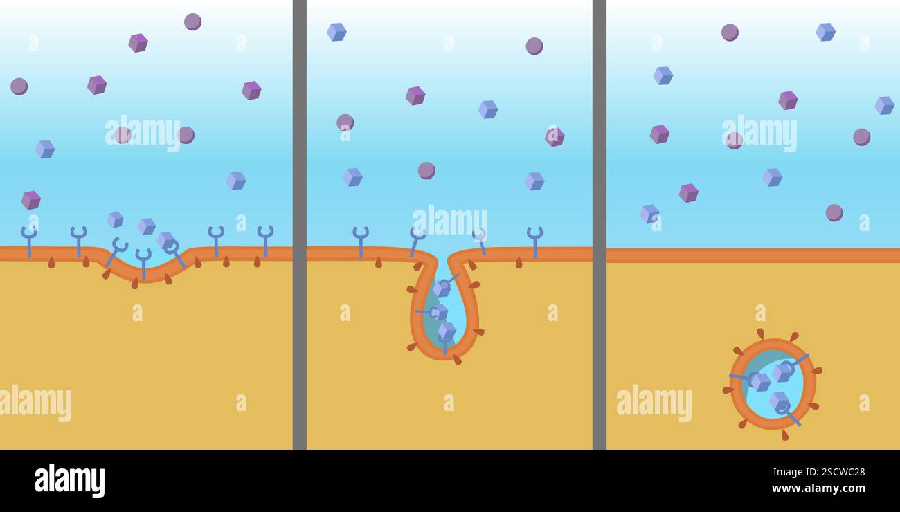 Illustration of receptor-mediated endocytosis, a protein, such as ...