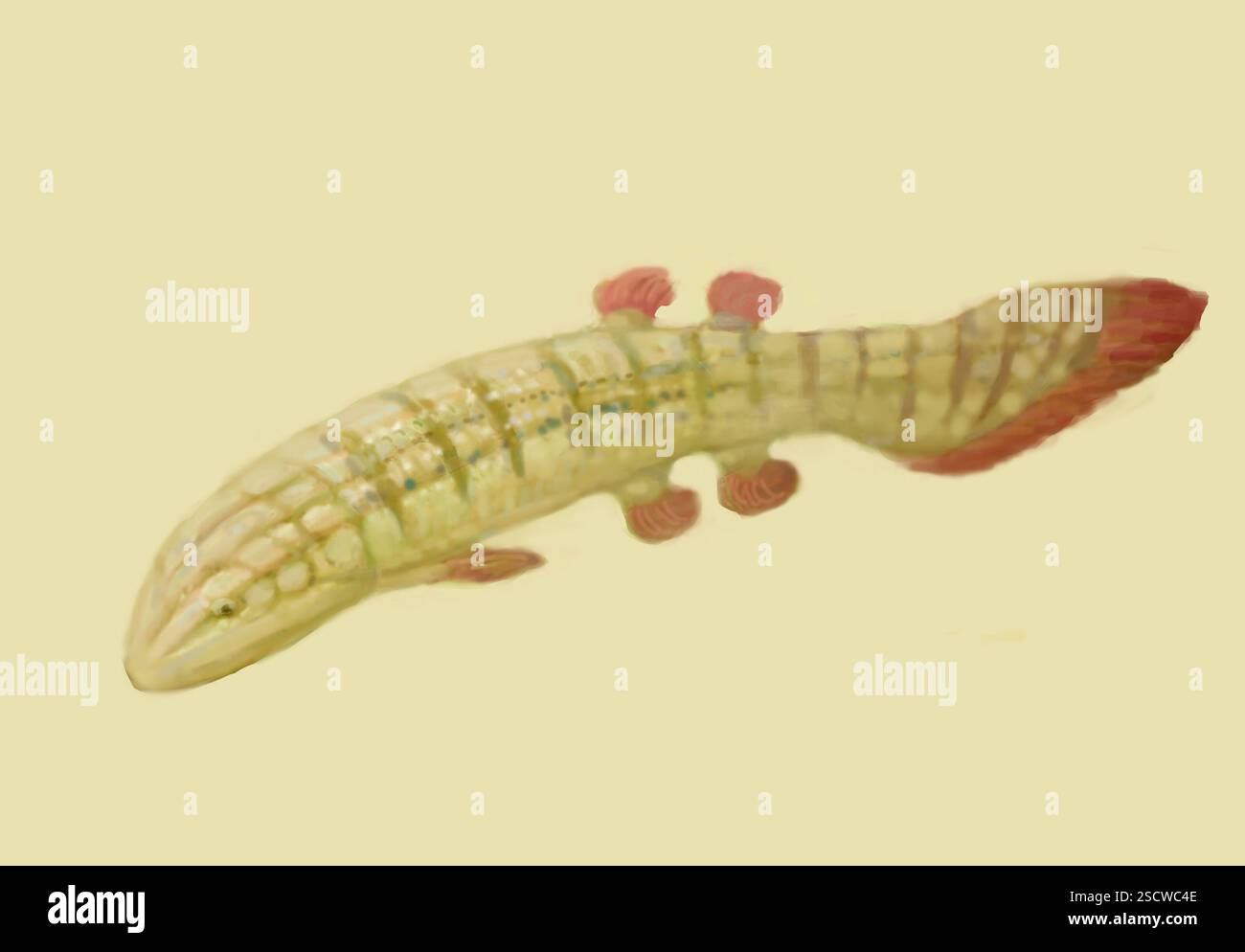 Holoptychius is an extinct genus of lobe-finned fish, also known as ...