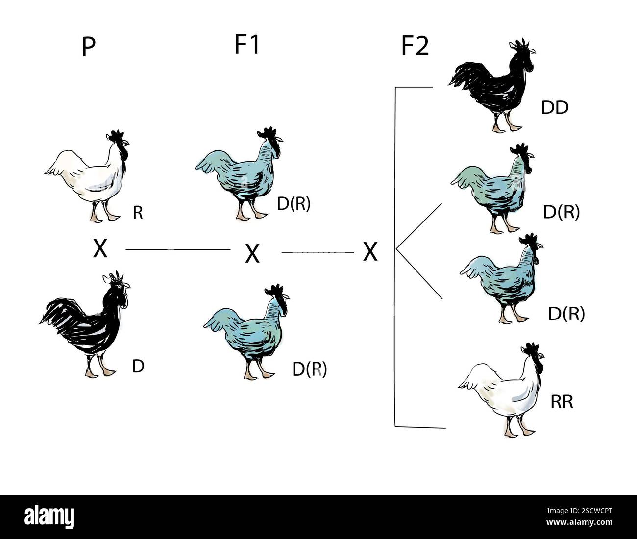 Mendelian Chart of Chickens Stock Photo - Alamy
